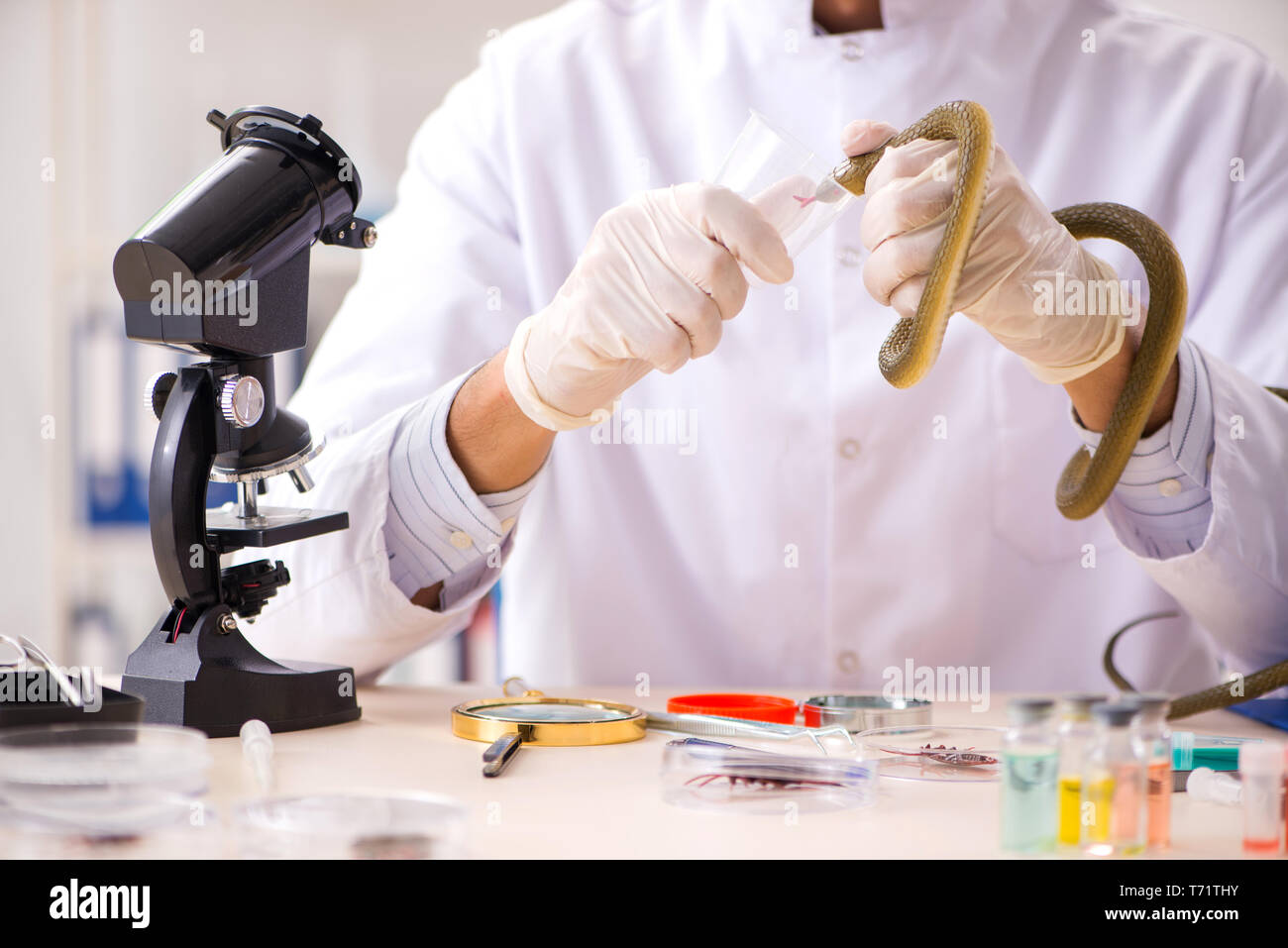 Venom extraction snake hi-res stock photography and images - Alamy