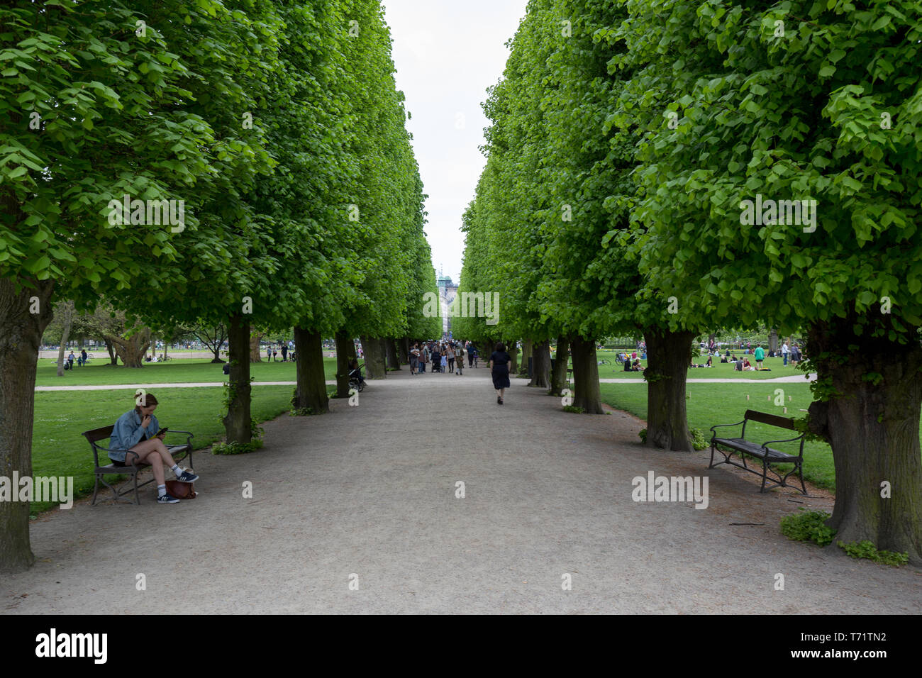 Tree alley in King's Garden in Copenhagen Stock Photo - Alamy
