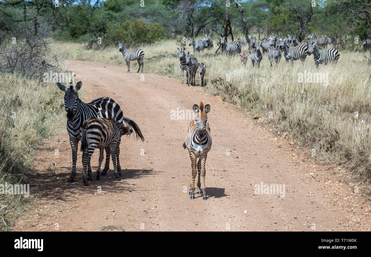 young zebra stands on a dirt track with mother standing behind while a ...