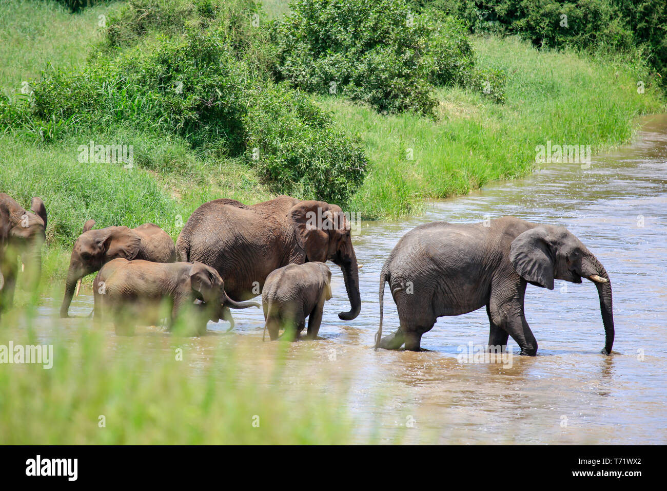looking from behind brush to pride of elephants walking through river ...