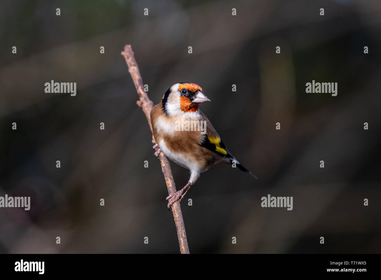 Goldfinch favourite hi-res stock photography and images - Alamy