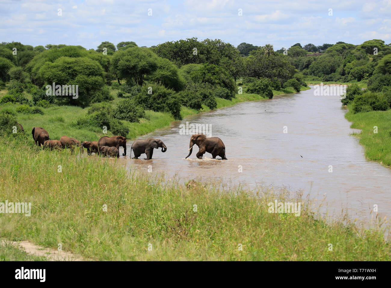 Elephant walks back to group of elephants walking across river Stock ...