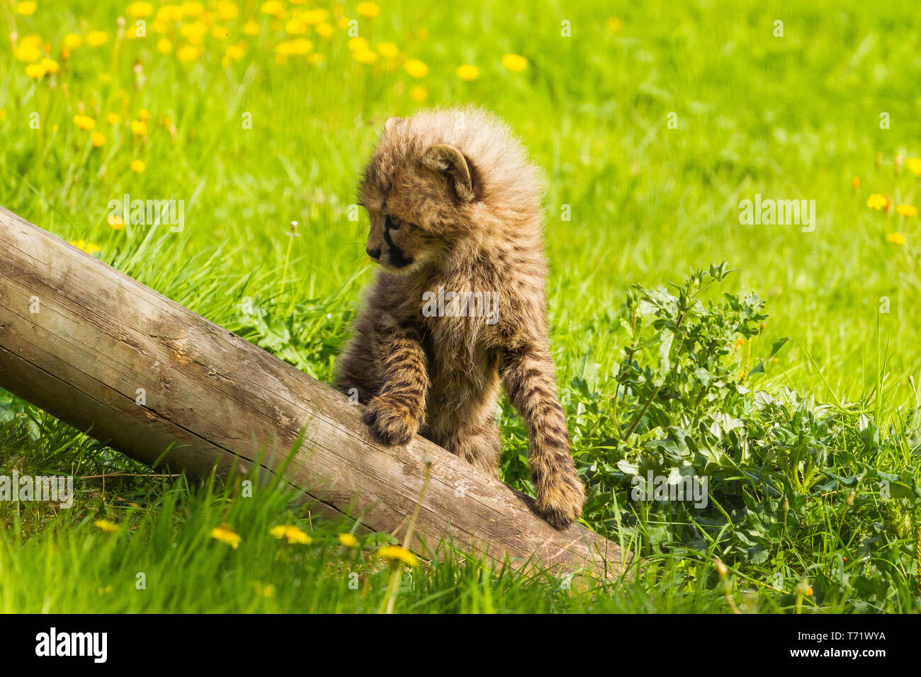 Cheetah Cub ( Acinonyx jubatus ) Cheetah Cub On A Tree Stock Photo - Alamy