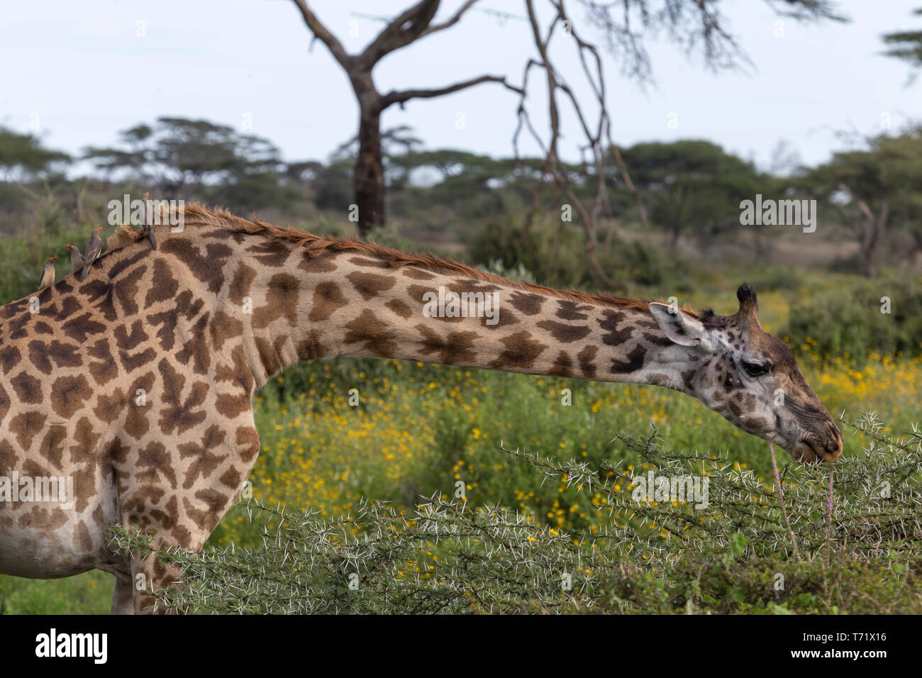 long neck of giraffe with small birds on its back Stock Photo - Alamy