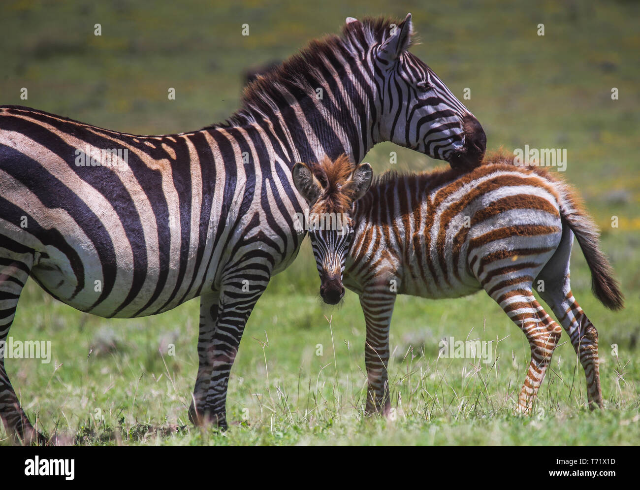 A young zebra still brown stripes with its mothers head on its back ...