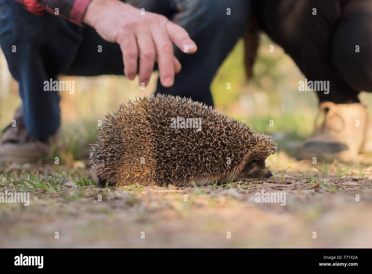 People pointing on small cute hedgehog, they so during walking Stock ...