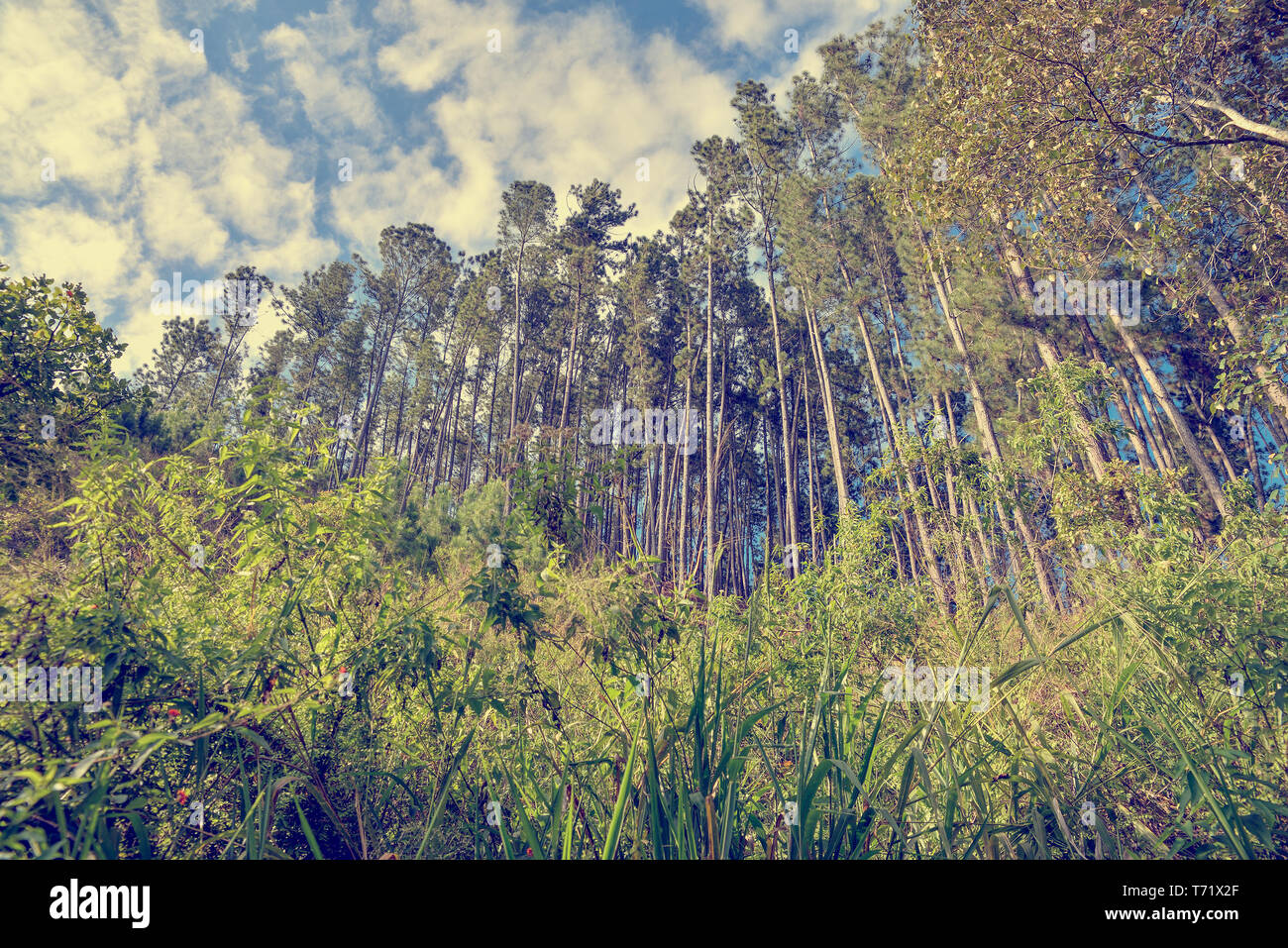 forest with tall trees Stock Photo - Alamy