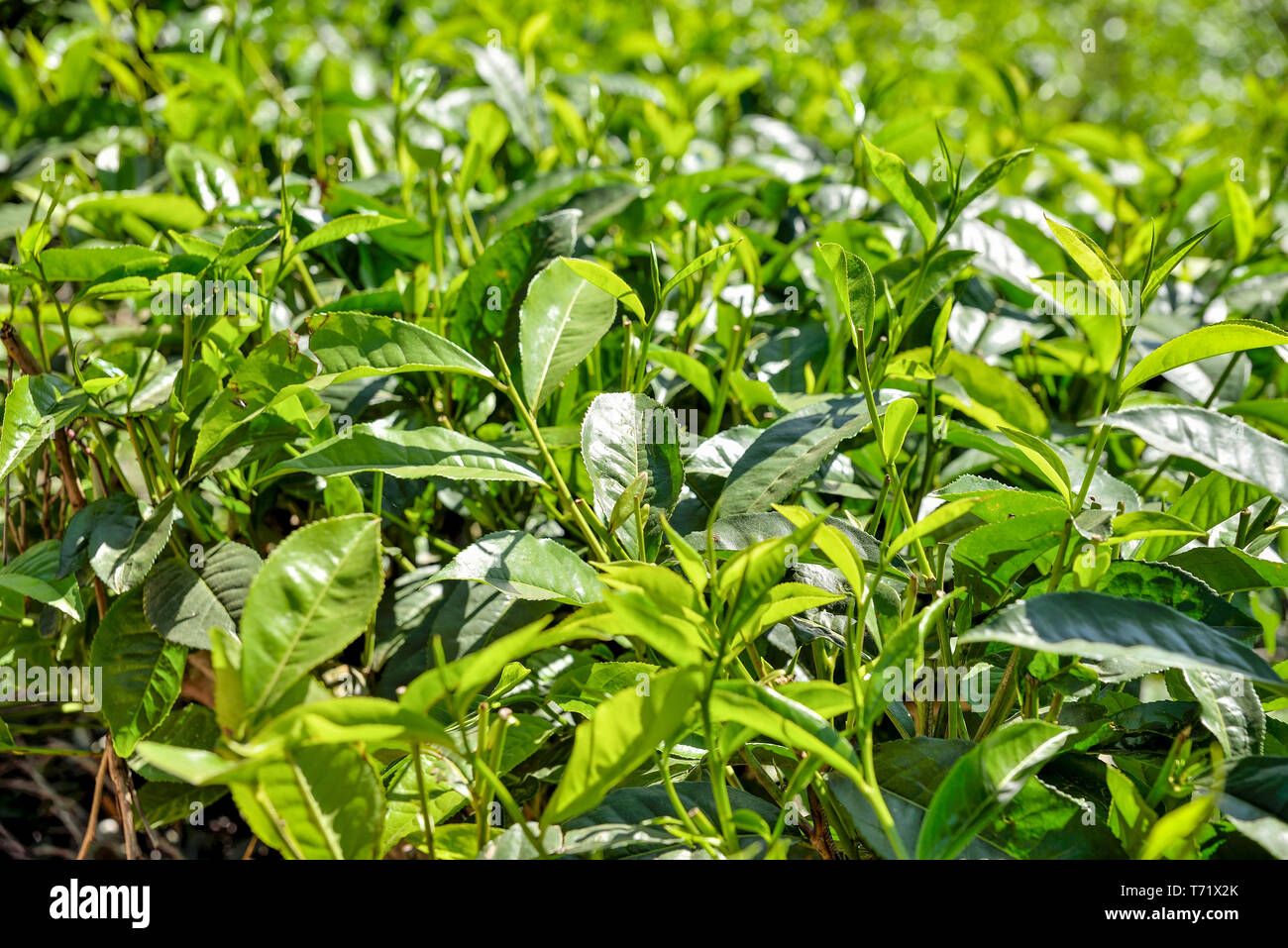 Beautiful green tea plantation background hi-res stock photography and ...