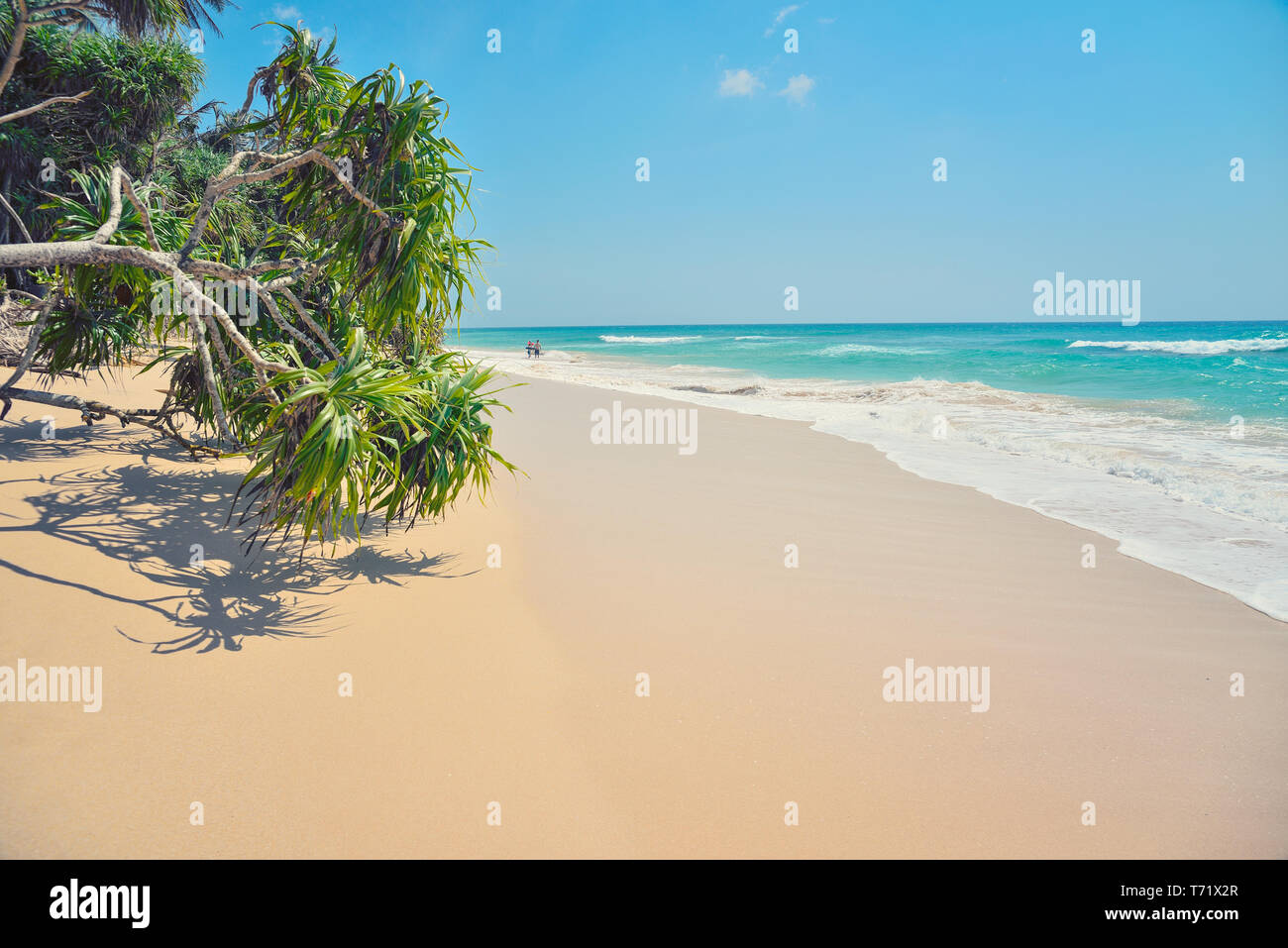 Tropical tree of life hi-res stock photography and images - Alamy