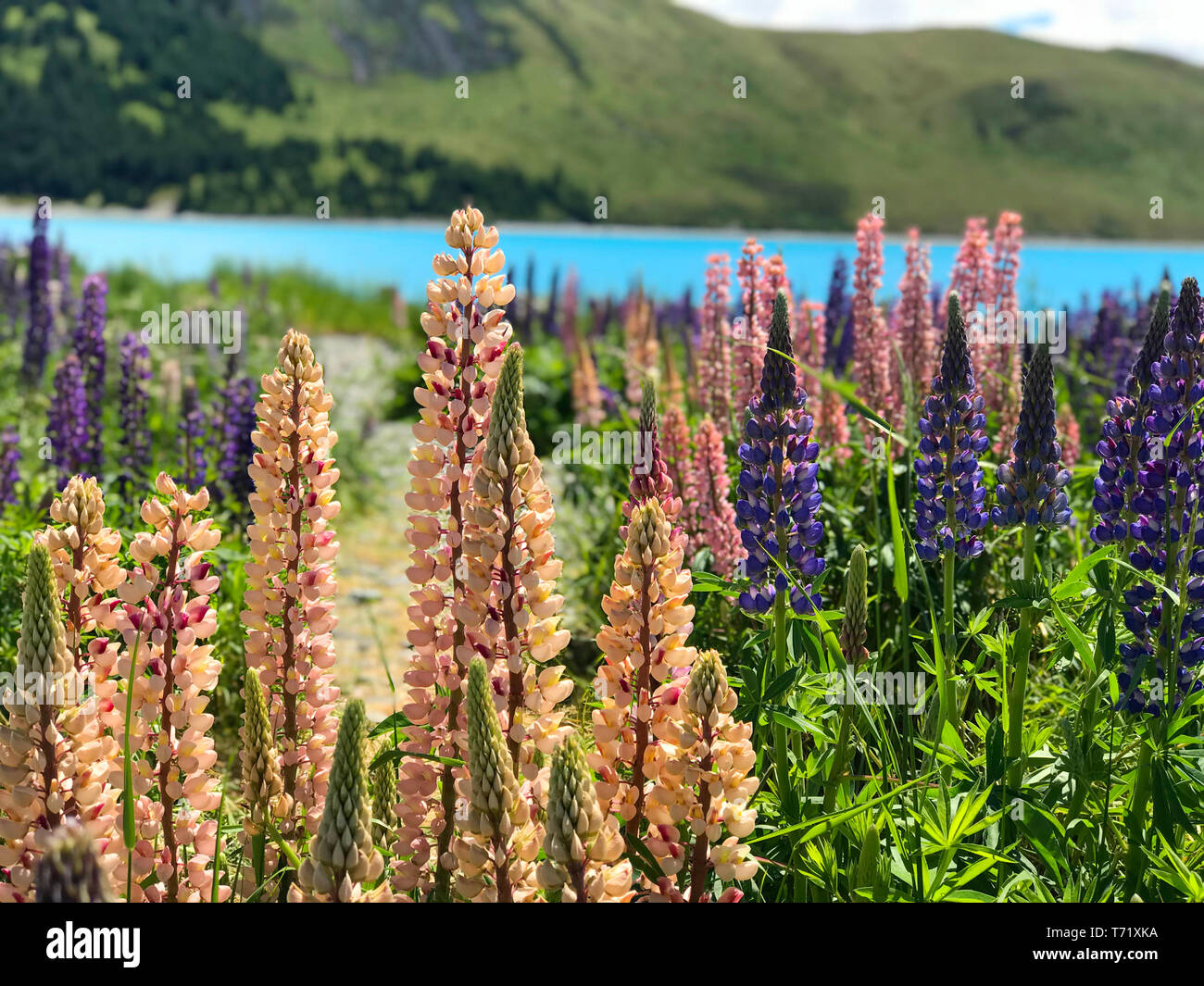 Lupin botanical illustration hi-res stock photography and images - Alamy
