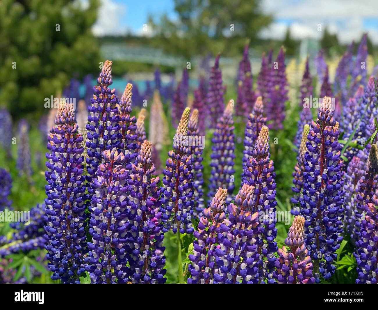 New zealand botanical illustration hi-res stock photography and images ...