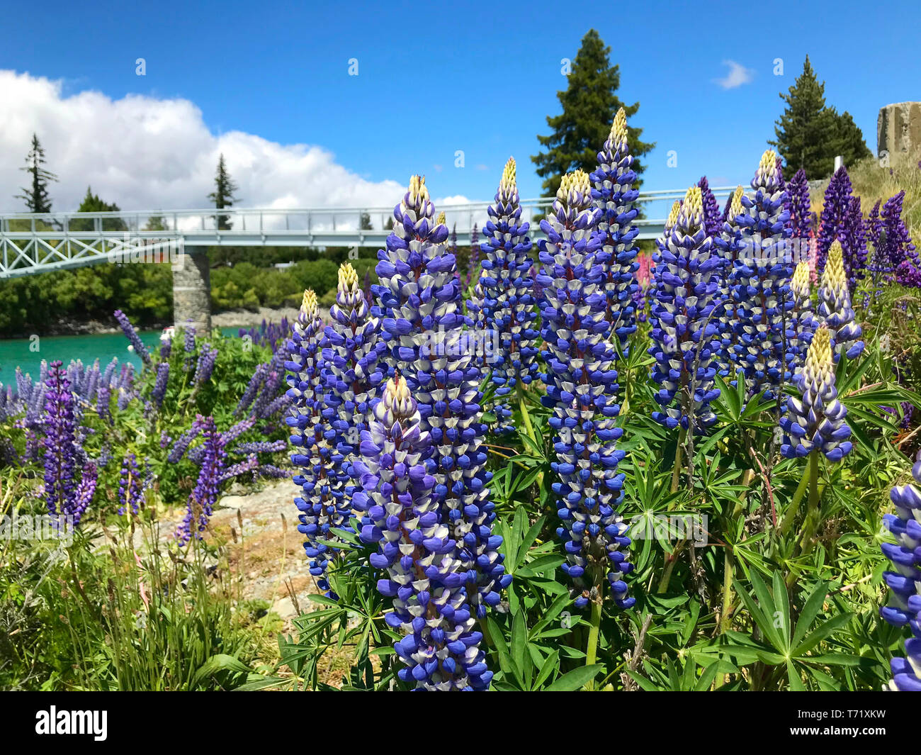 Beautiful lupin flowers in lake Tekapo pink purple white yellow blue ...