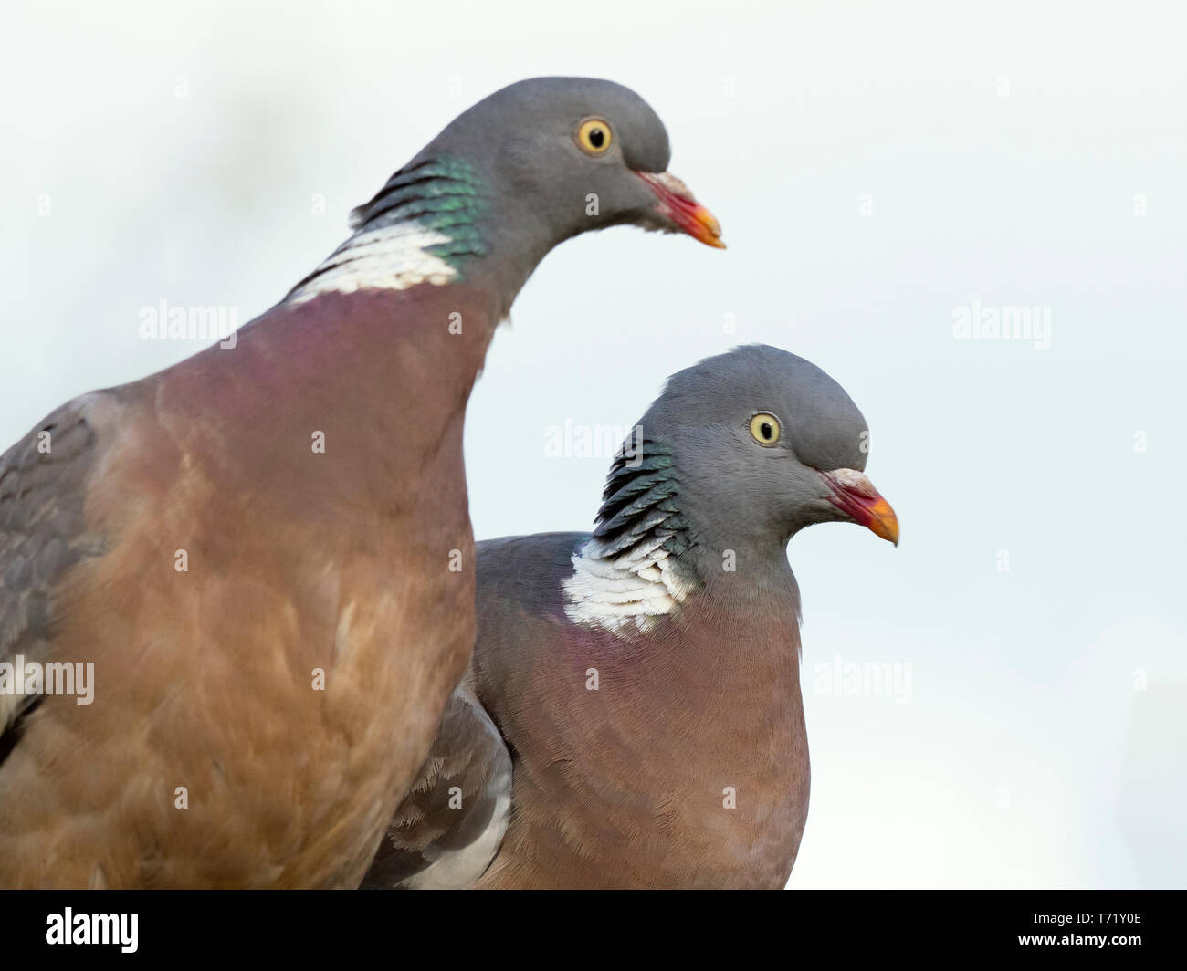 Pairing pigeons hi-res stock photography and images - Alamy