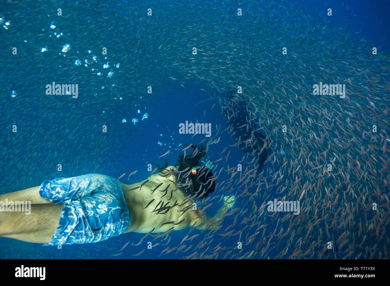 Snorkeller swimming through a shoal of red fish evading predation by a ...