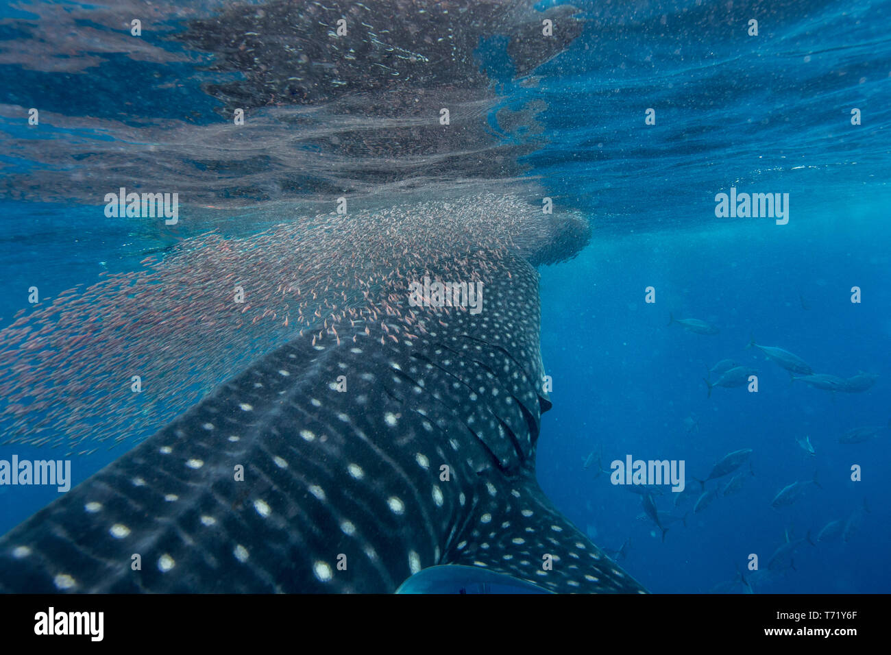 Whale shark feeding vertical hi-res stock photography and images - Alamy