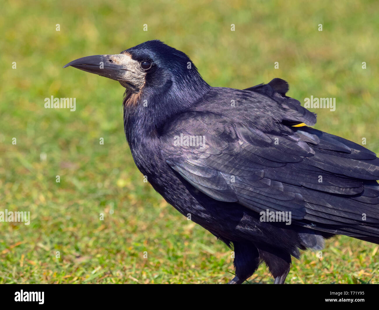 Rook Corvus frugilegus feeding in grassland East coast Norfolk Stock ...