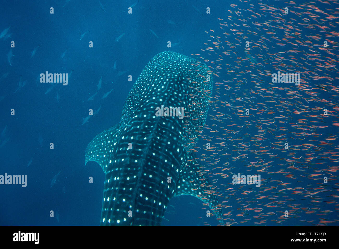 Whale shark ( Rhincodon typus ) with a shoal of red fish evading ...