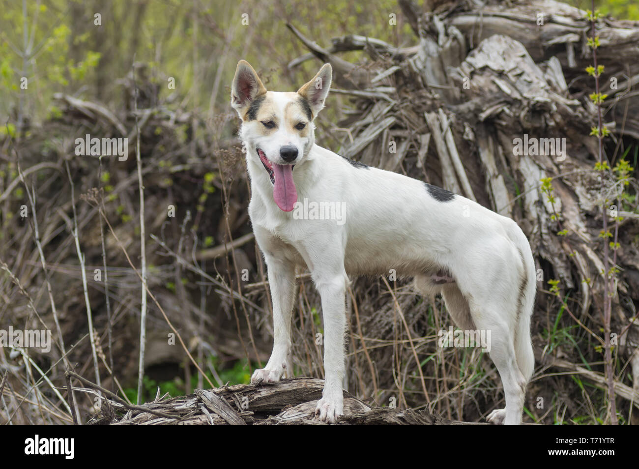 White cross-breed of hunting and northern dog standing on a root of ...