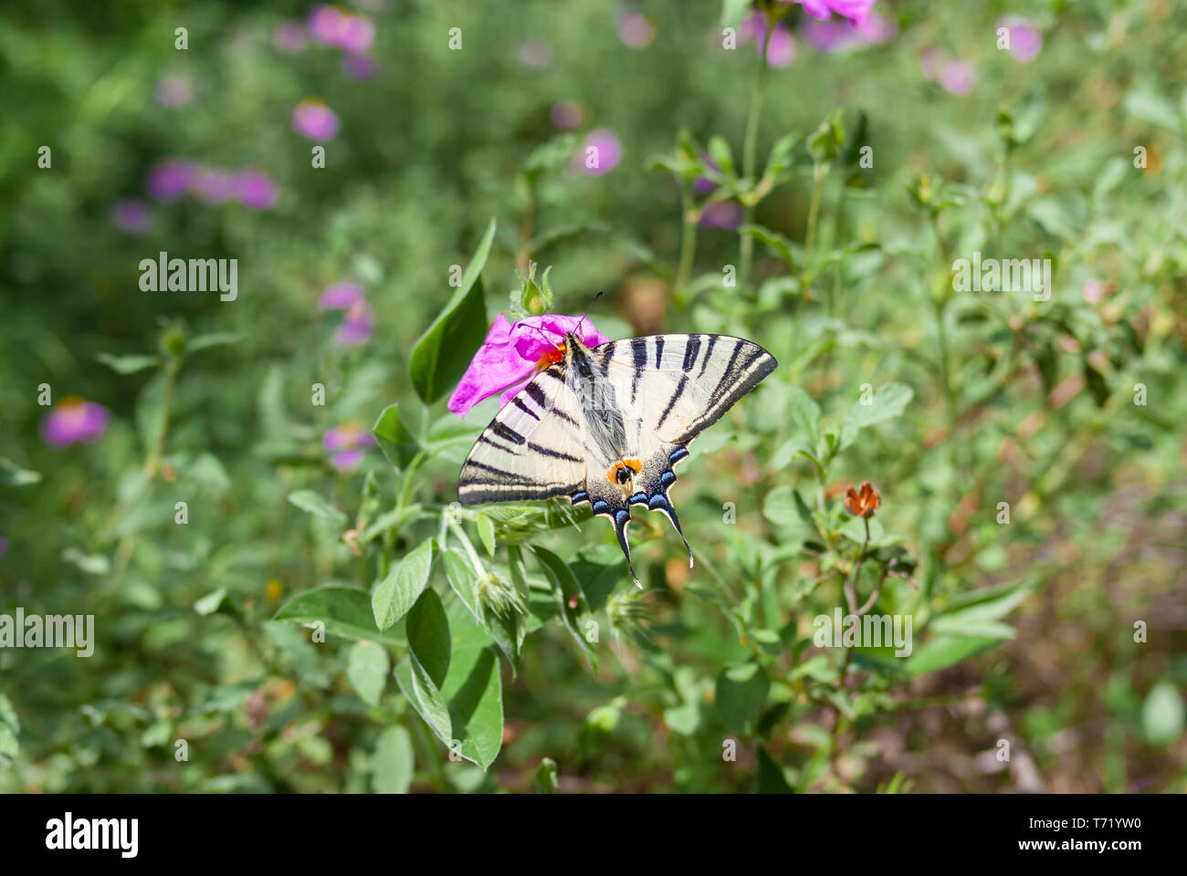 Crimean butterfly hi-res stock photography and images - Alamy