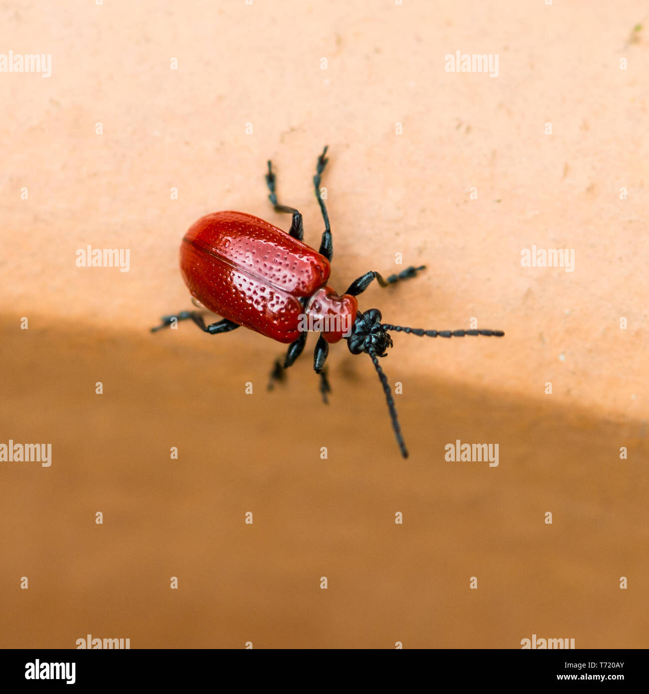Pot beetle hi-res stock photography and images - Alamy