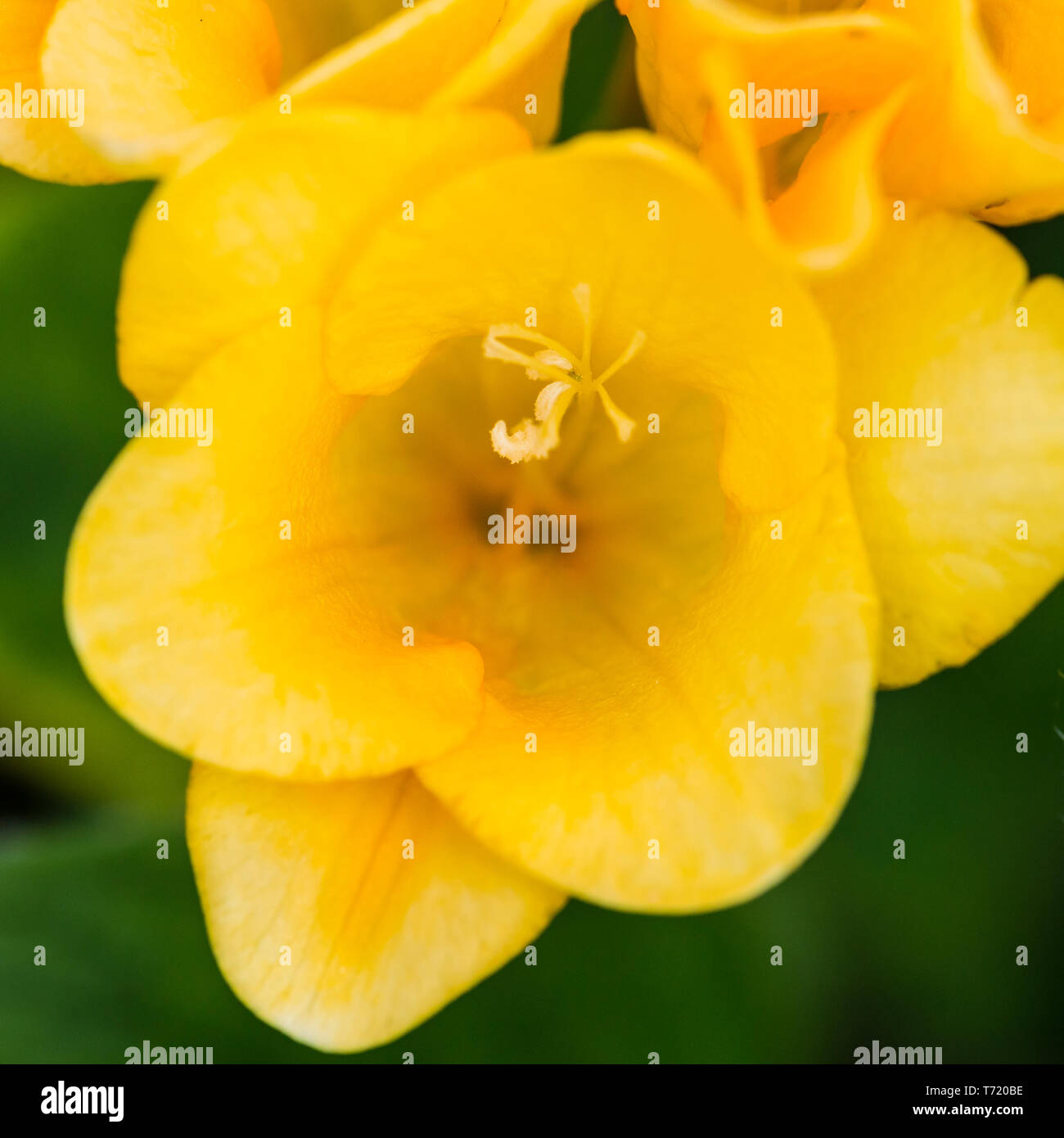 Flower freesia refracta hi-res stock photography and images - Alamy