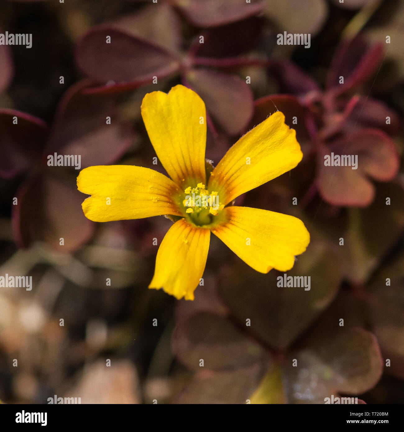 Oxalis bloom hi-res stock photography and images - Alamy