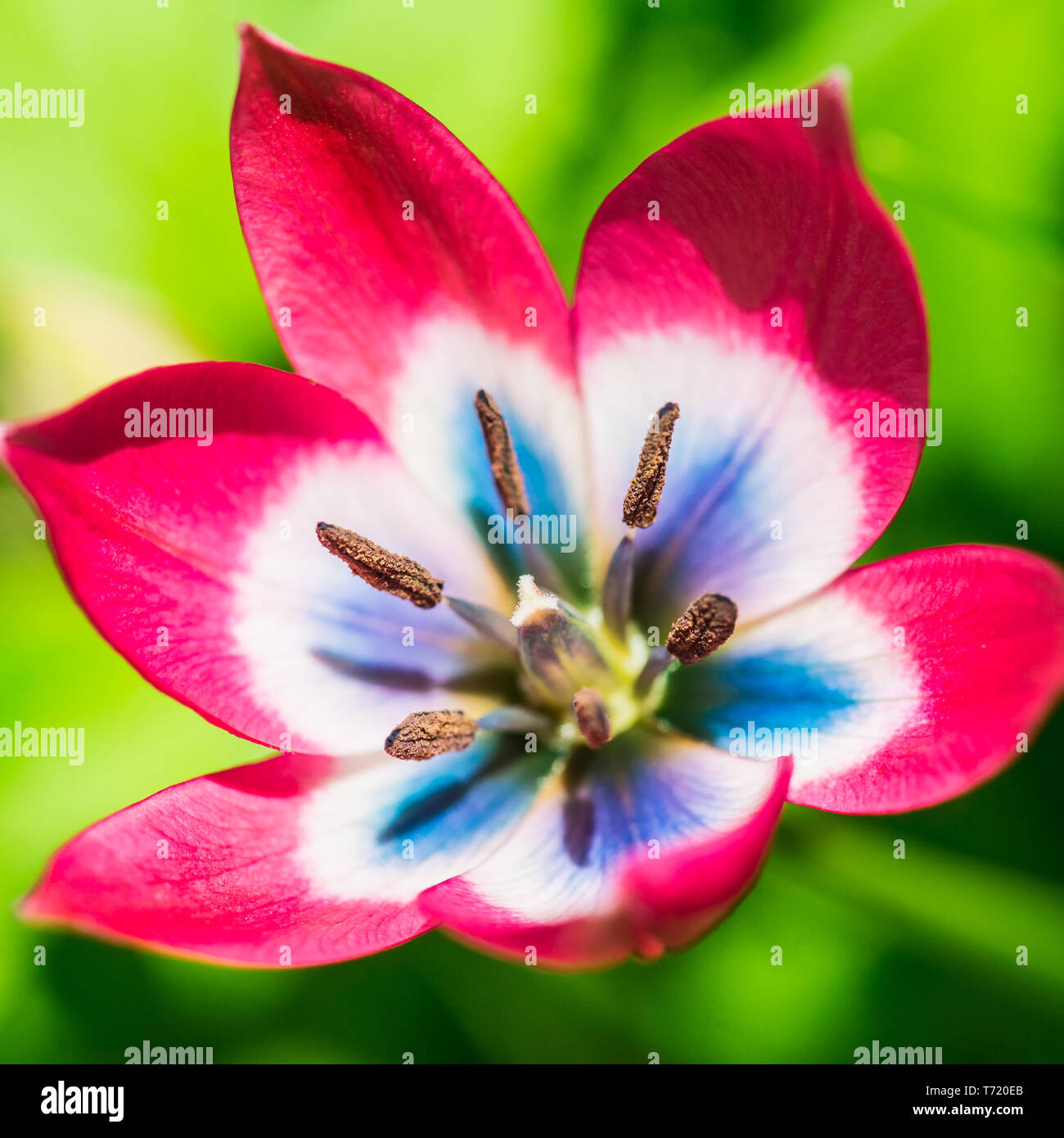 Dwarf variety tulip hi-res stock photography and images - Alamy
