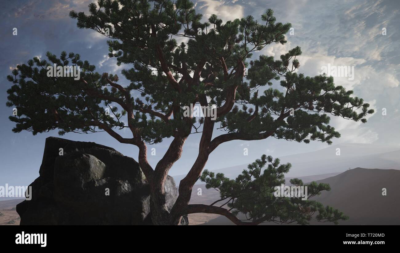 pine tree in a sand desert Stock Photo - Alamy