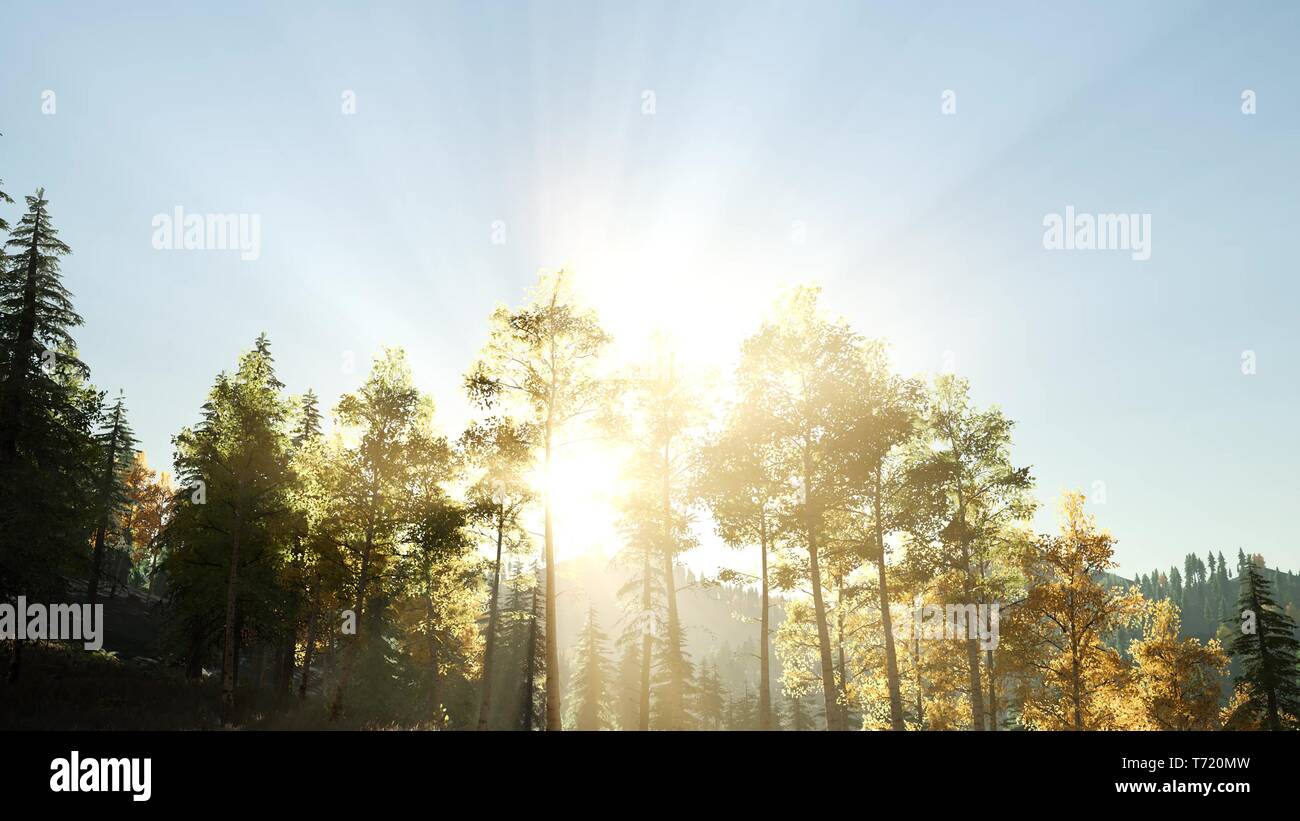 Sun Shining Through Pine Trees in Mountain Forest Stock Photo - Alamy