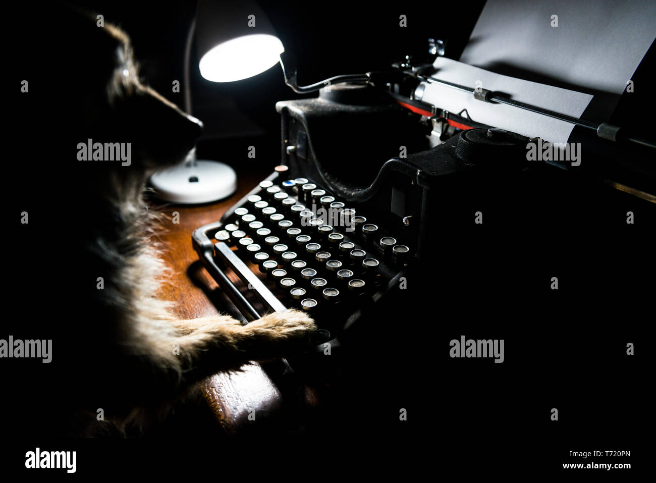 One yorkshire dog writes on an ancient typewriter Stock Photo - Alamy
