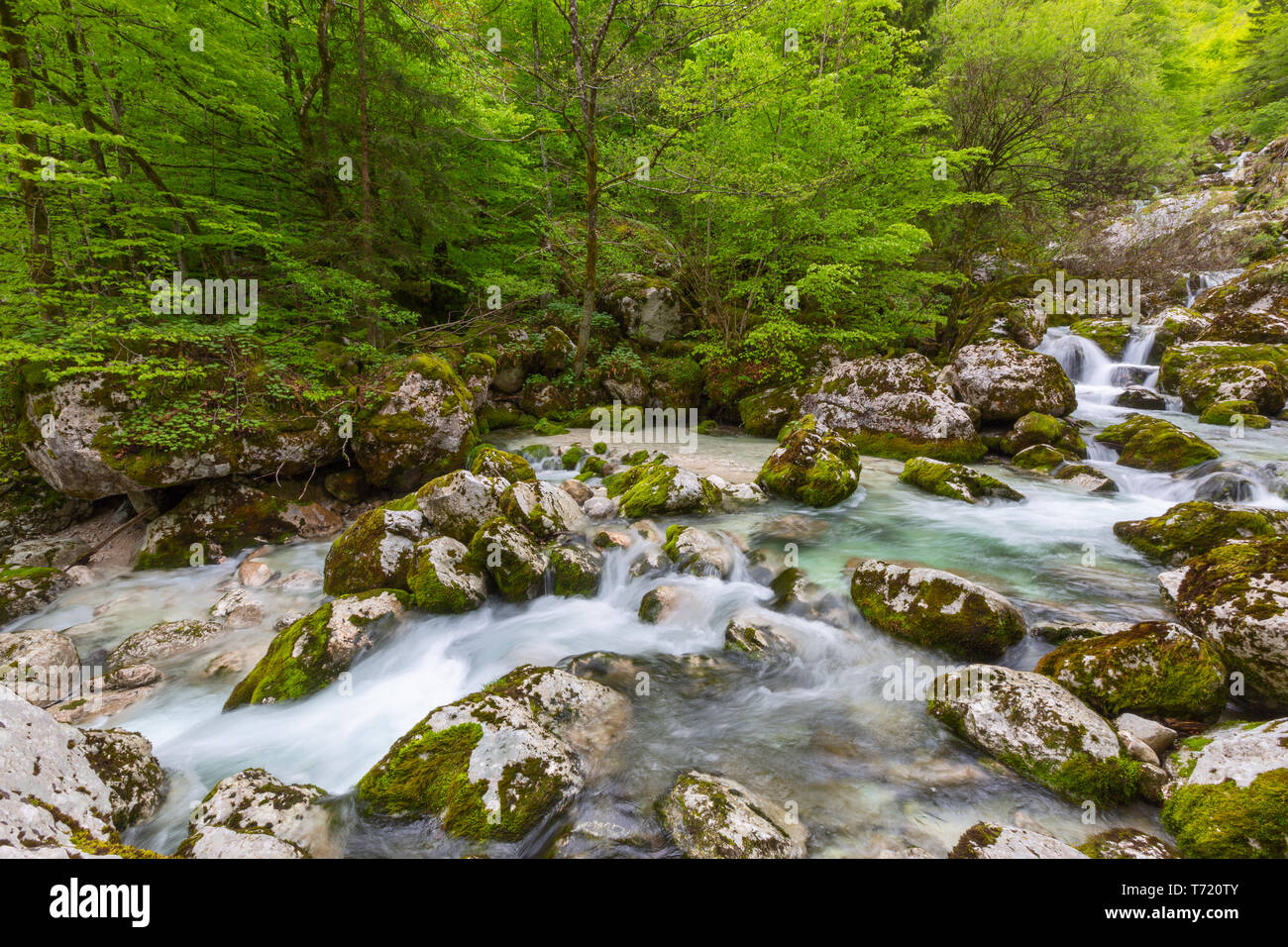 Serene forest landscape mountains in hi-res stock photography and ...