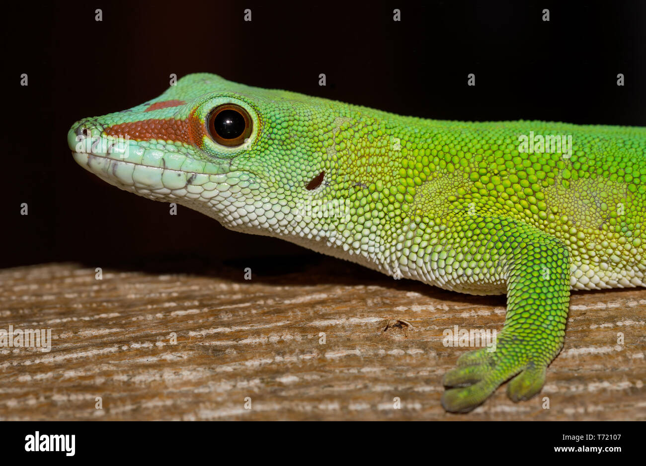 Phelsuma madagascariensis day gecko, Madagascar Stock Photo - Alamy