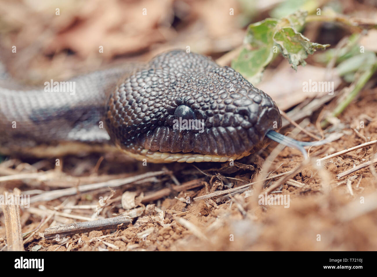 African tree snake hi-res stock photography and images - Alamy