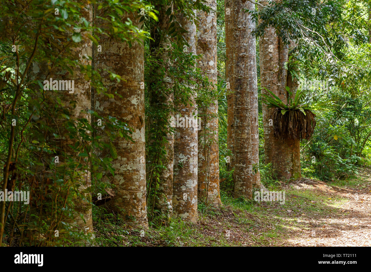 Amber mountain national park madagascar hi-res stock photography and ...