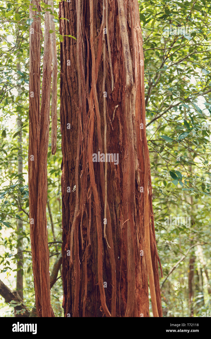 madagascar rainforest with massive trees Stock Photo - Alamy