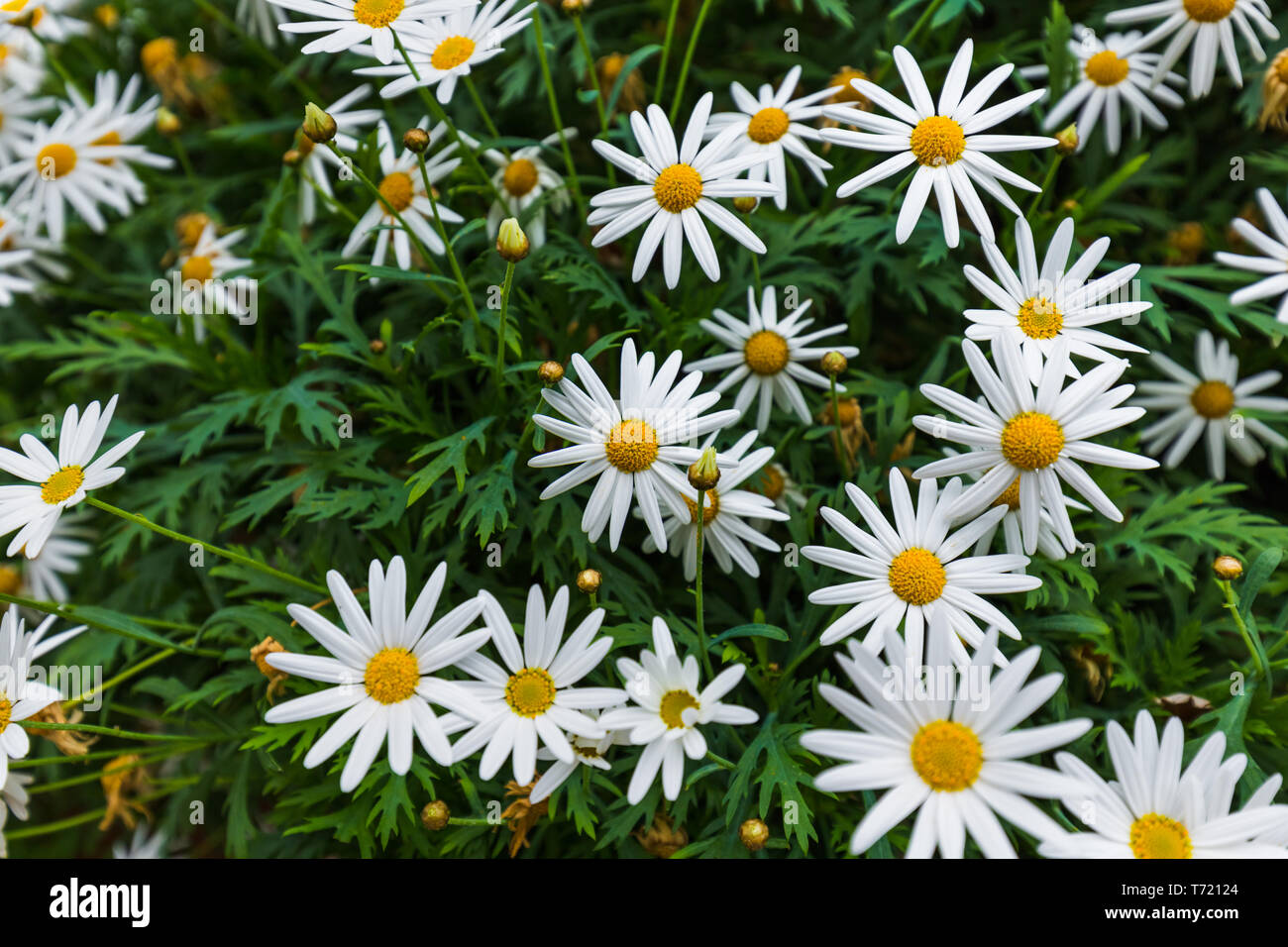 Background chamomile hi-res stock photography and images - Alamy