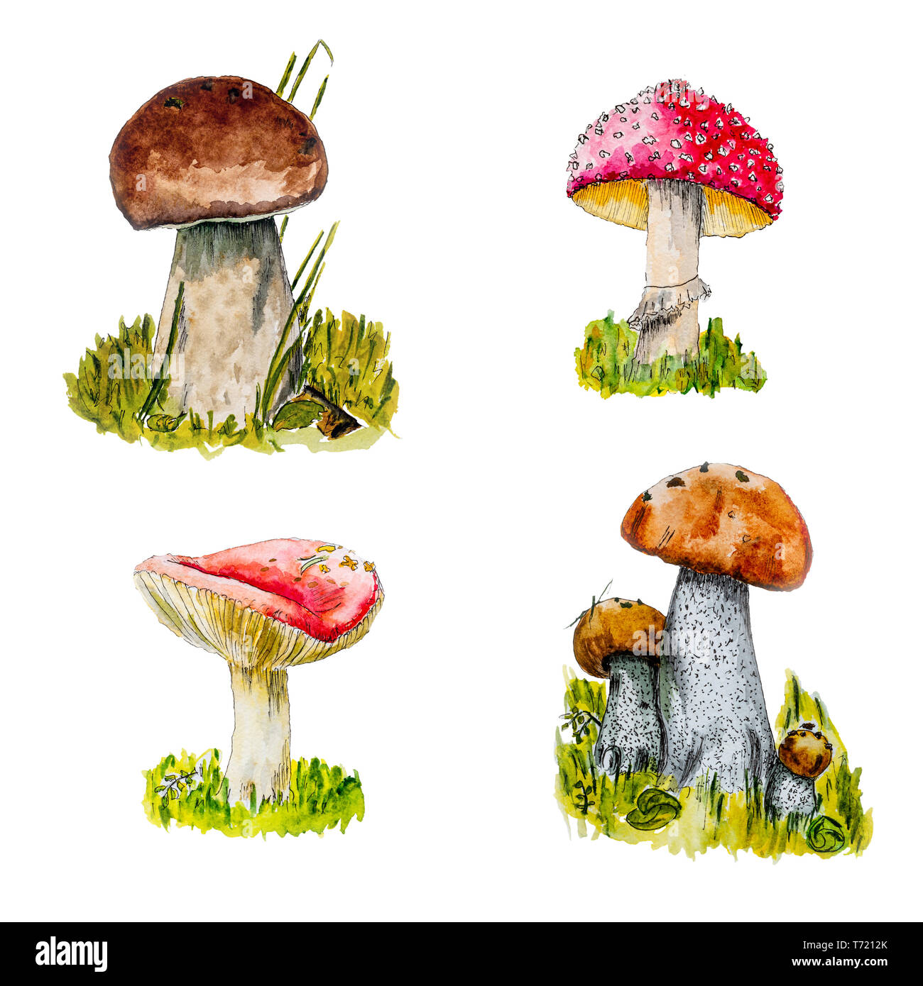 Poisonous forest mushrooms white Cut Out Stock Images & Pictures - Alamy