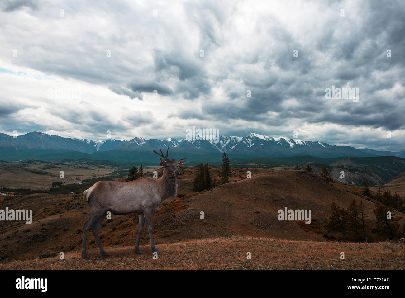 Altai Elk High Resolution Stock Photography and Images - Alamy