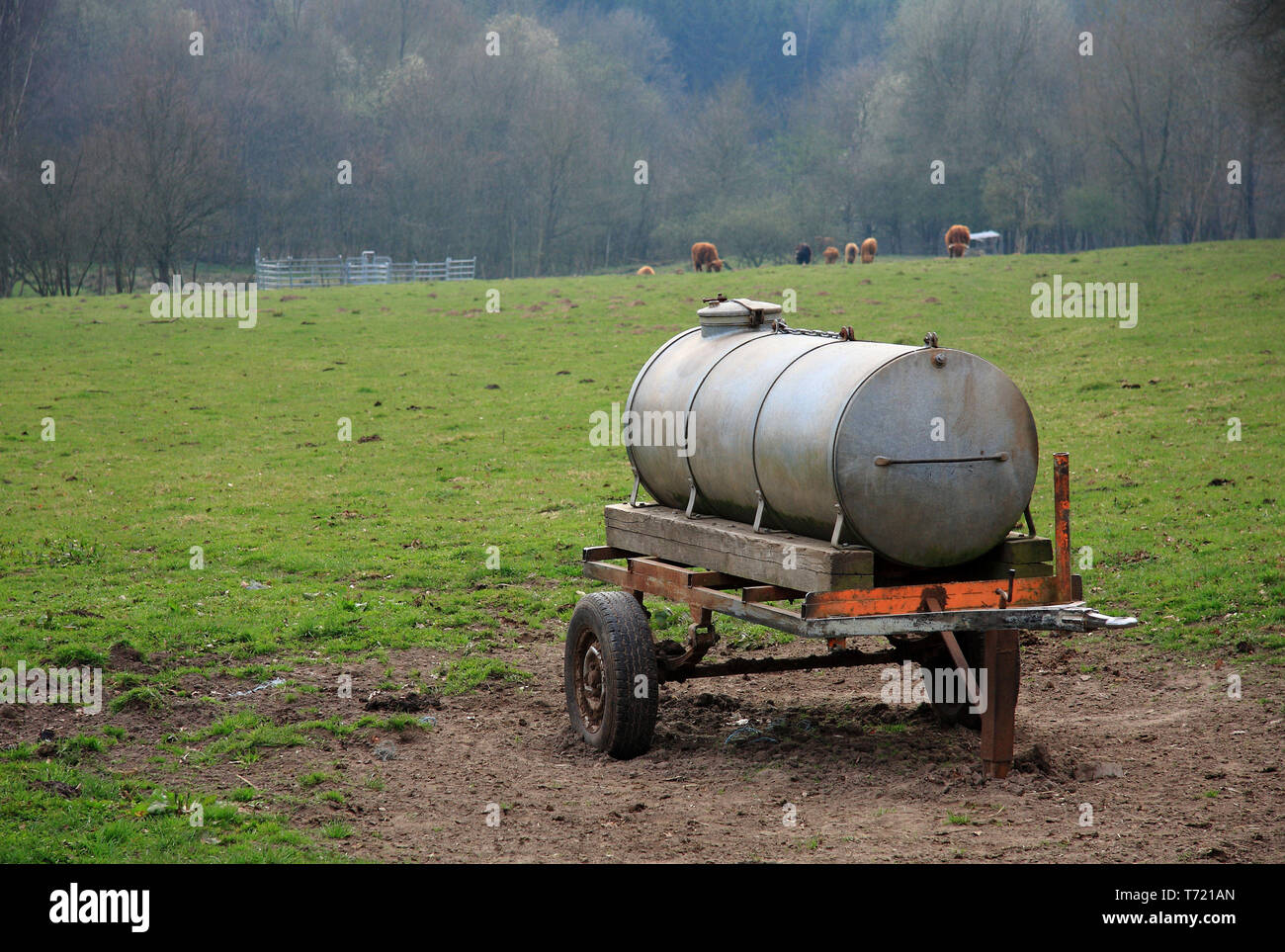 Livestock watering for highland cattles Stock Photo - Alamy