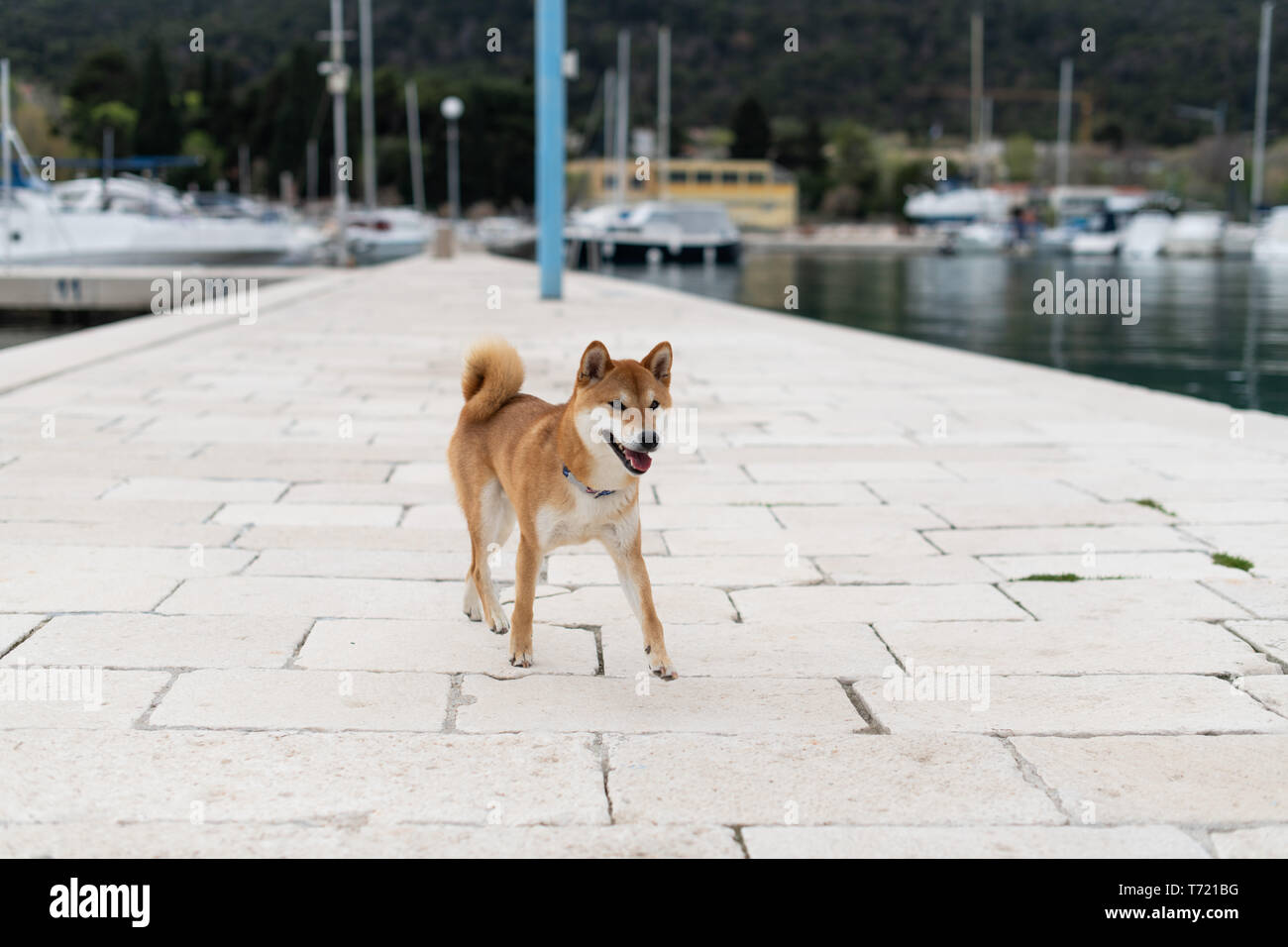 Japanese Shiba Inu pure breed dog Stock Photo - Alamy