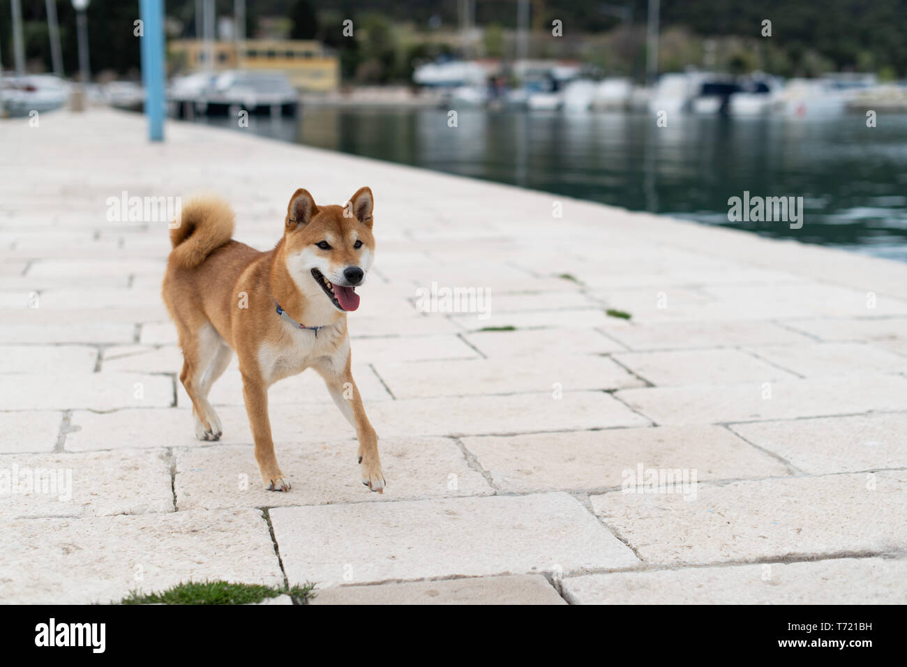 Japanese Shiba Inu pure breed dog Stock Photo - Alamy