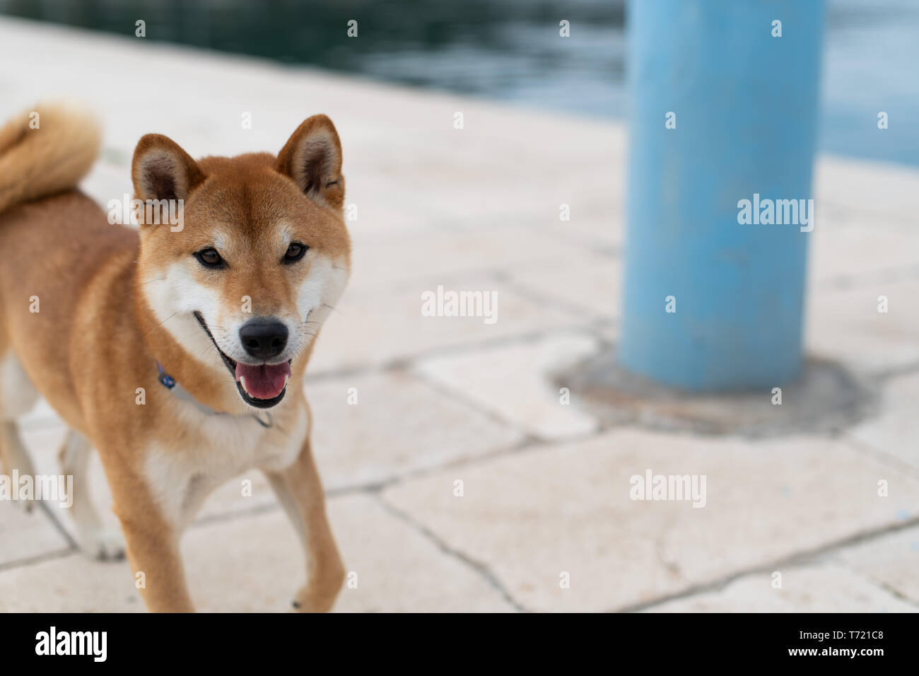Japanese Shiba Inu pure breed dog Stock Photo - Alamy
