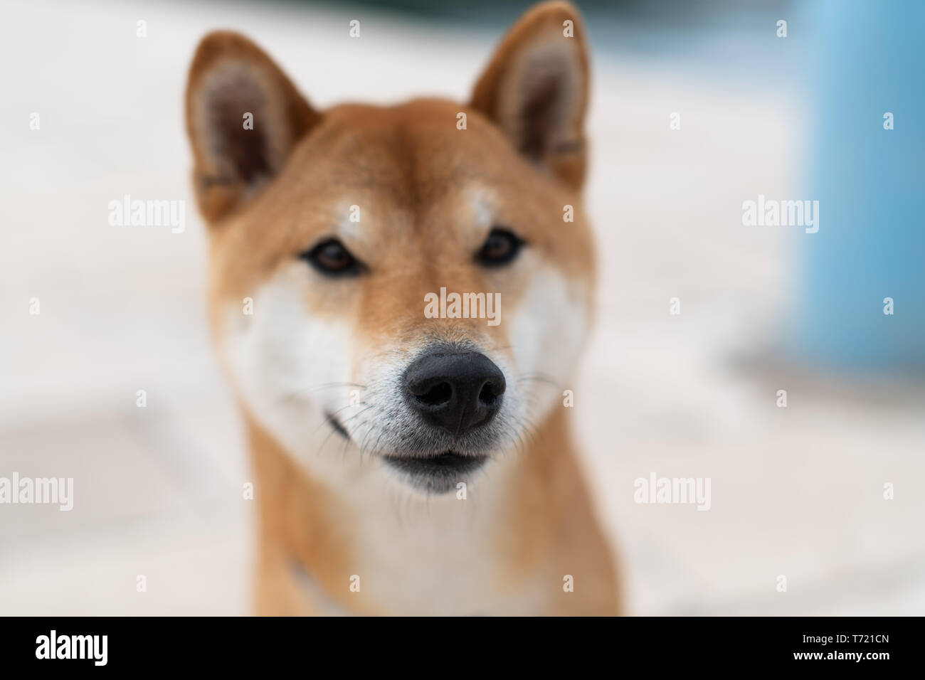 Japanese Shiba Inu pure breed dog Stock Photo - Alamy