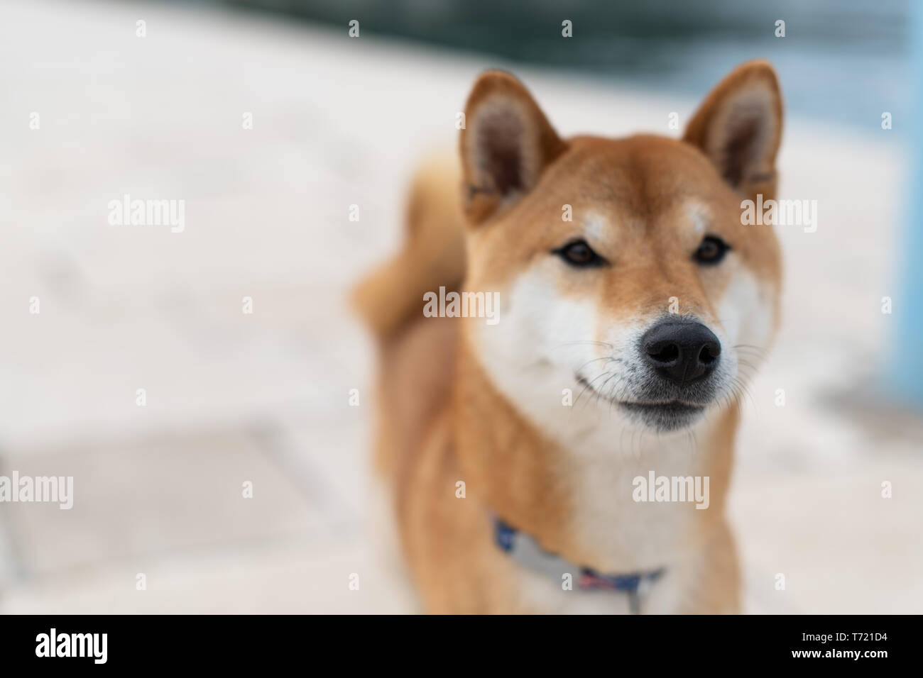 Japanese Shiba Inu pure breed dog Stock Photo - Alamy