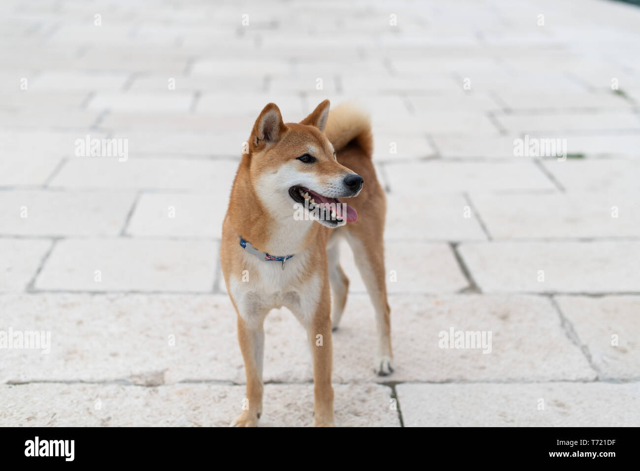Pure breed dog hi-res stock photography and images - Alamy