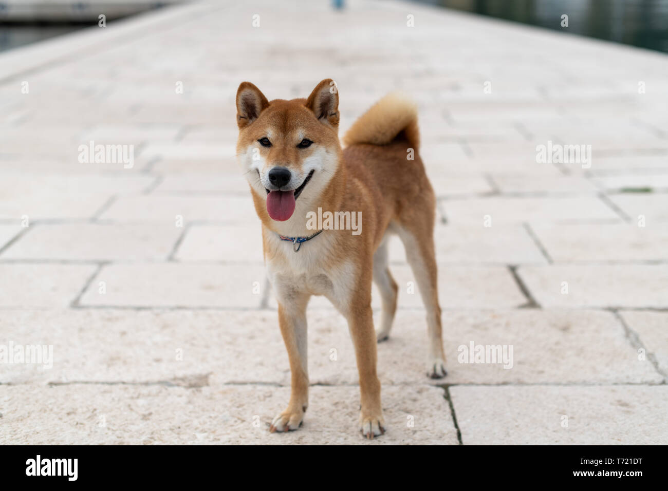 Japanese Shiba Inu pure breed dog Stock Photo - Alamy