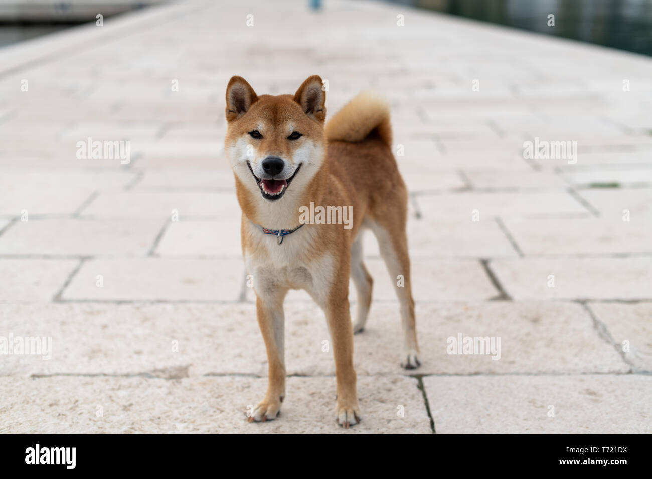 Japanese shiba inu hi-res stock photography and images - Alamy