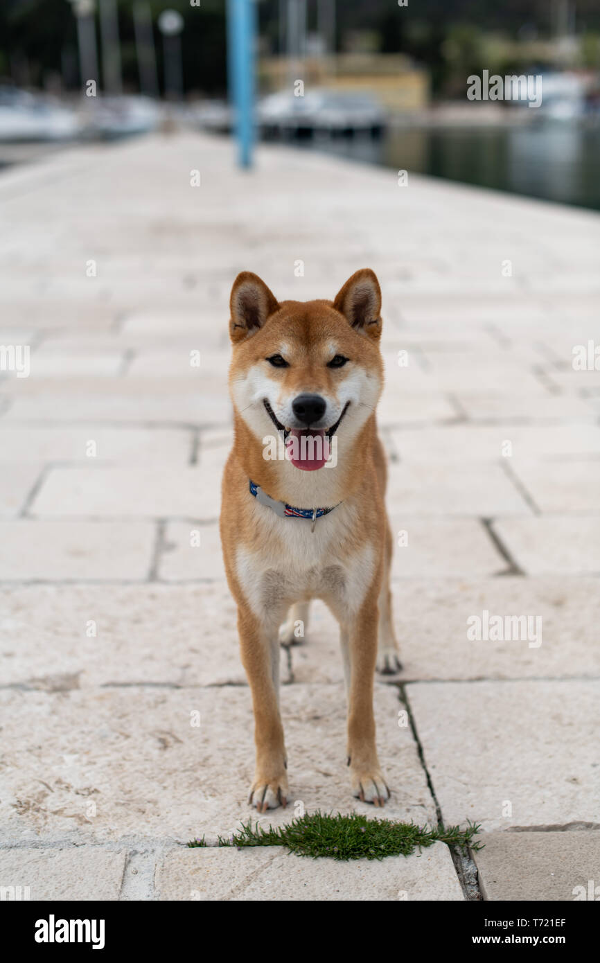 Japanese Shiba Inu pure breed dog Stock Photo - Alamy