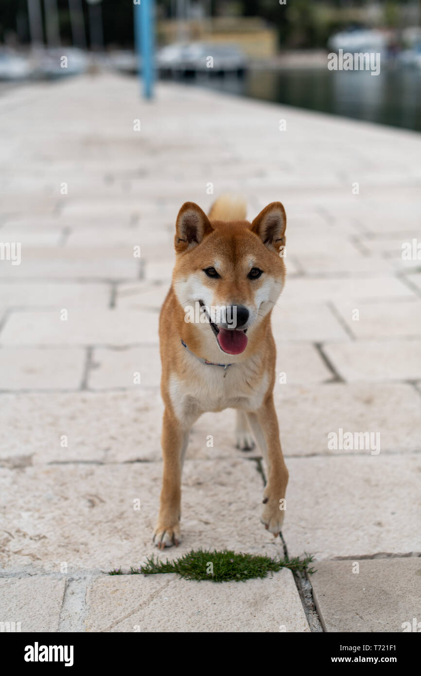 Japanese Shiba Inu pure breed dog Stock Photo - Alamy