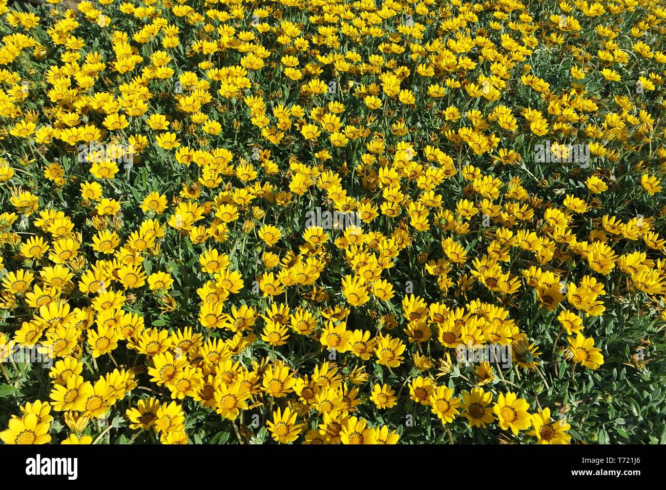 Yellow flower carpet Stock Photo - Alamy
